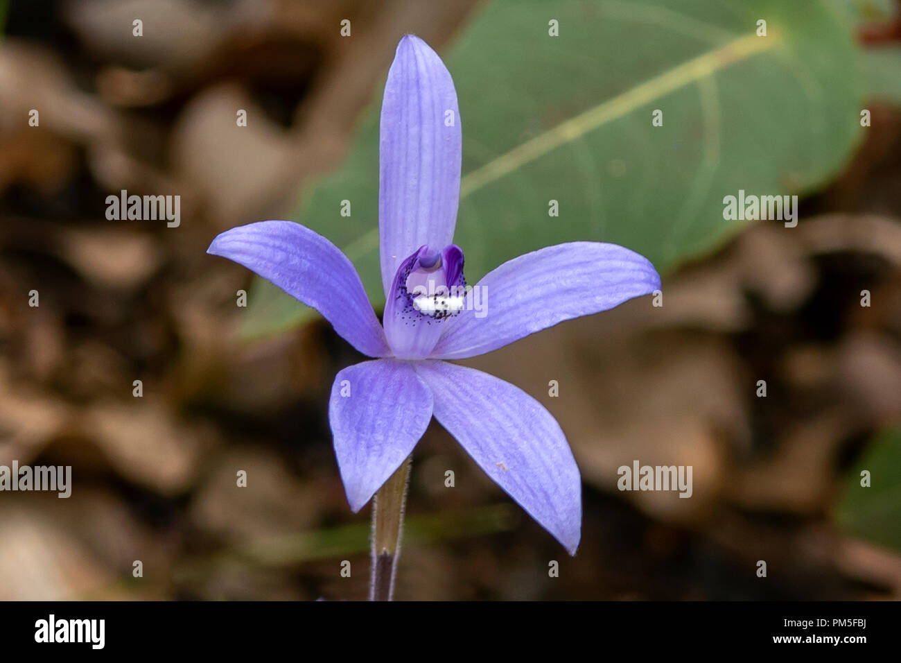 Beautiful blue orchid close hi-res stock photography and images - Alamy