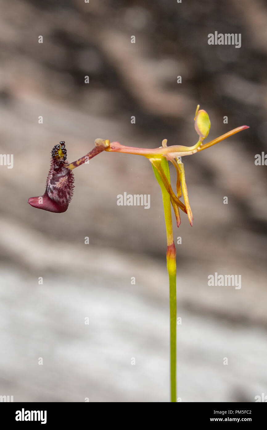 Drakaea livida hi-res stock photography and images - Alamy