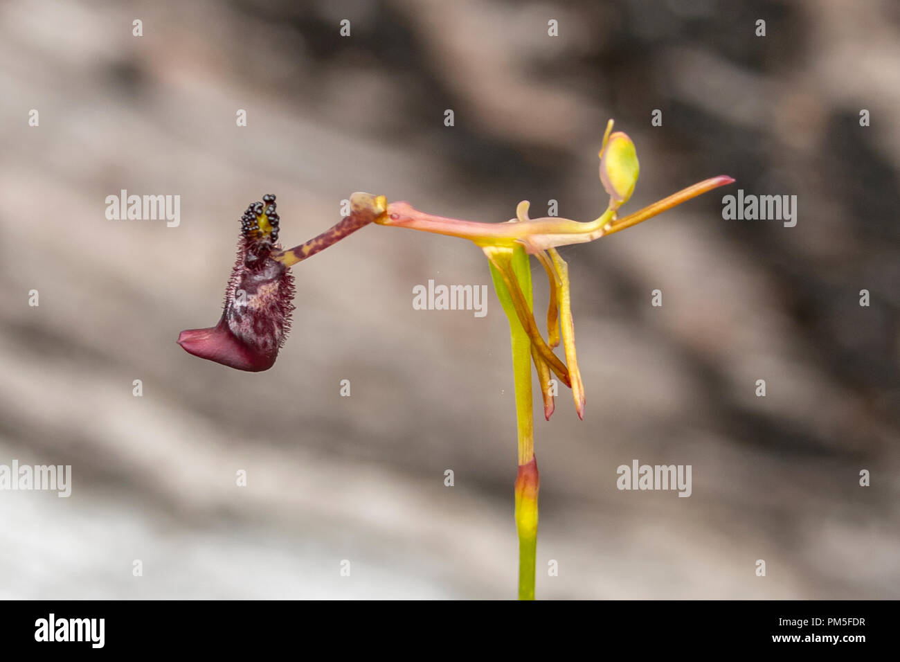 Drakaea orchid hi-res stock photography and images - Alamy
