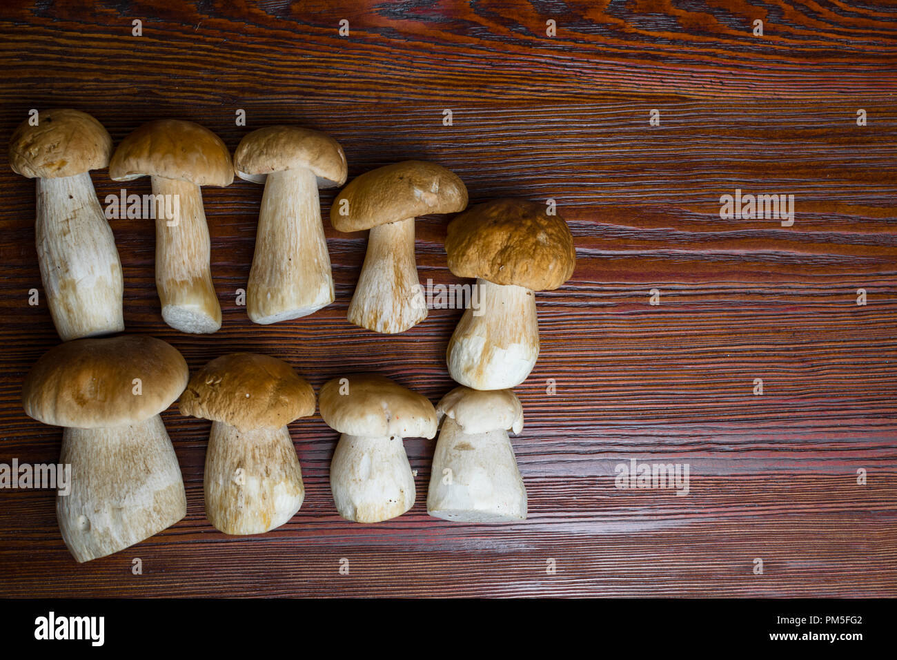 Autumn Cep Mushrooms. Ceps Boletus edulis over Wooden Dark Background ...