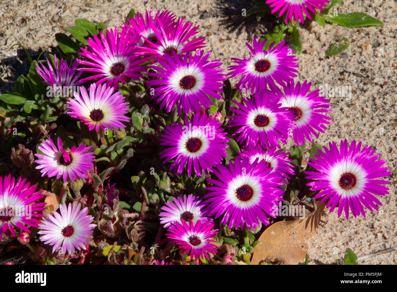 Vygies hi-res stock photography and images - Alamy