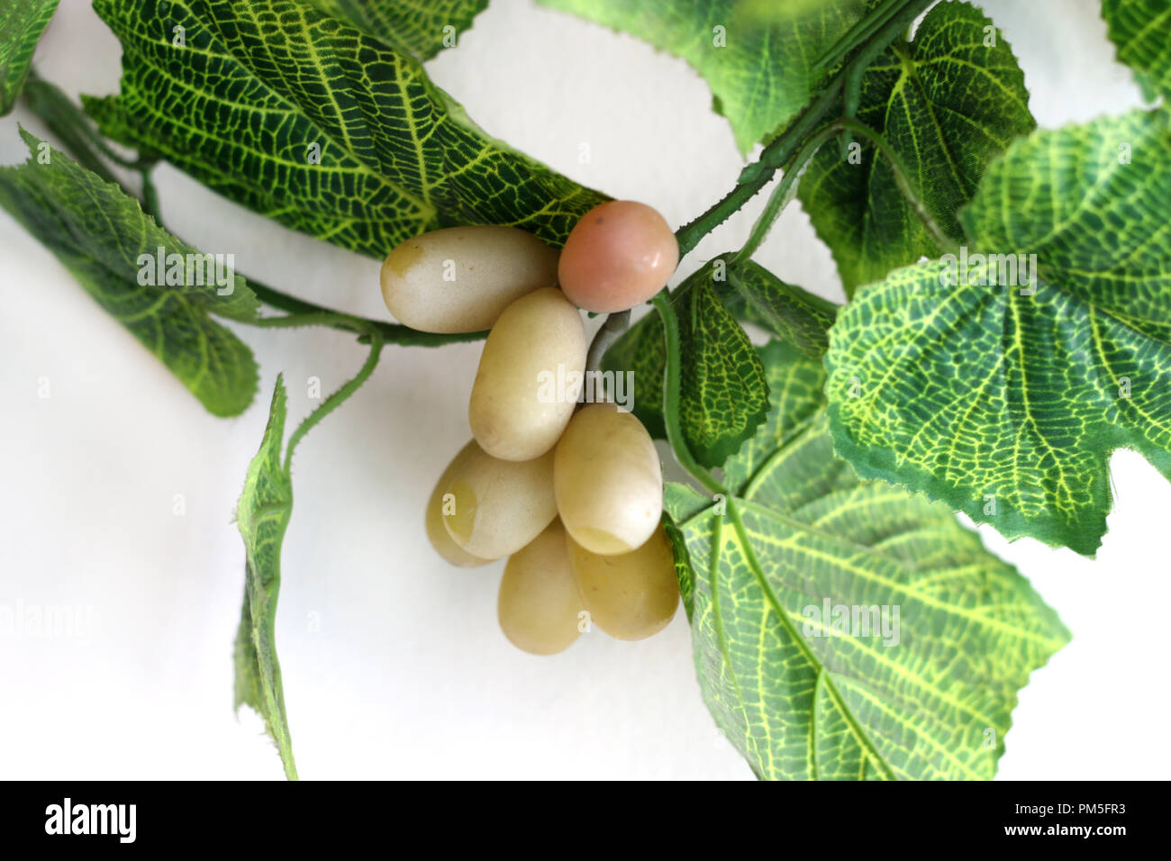Grapes tree hi-res stock photography and images - Alamy