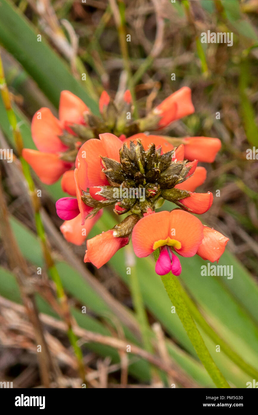 Chorizema glycinifolium, Orange Flame Pea Stock Photo - Alamy