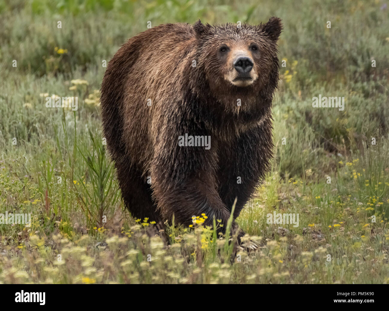 Large Grizzly Bear Looks Across Field in Wyoming Wilderness Stock Photo ...