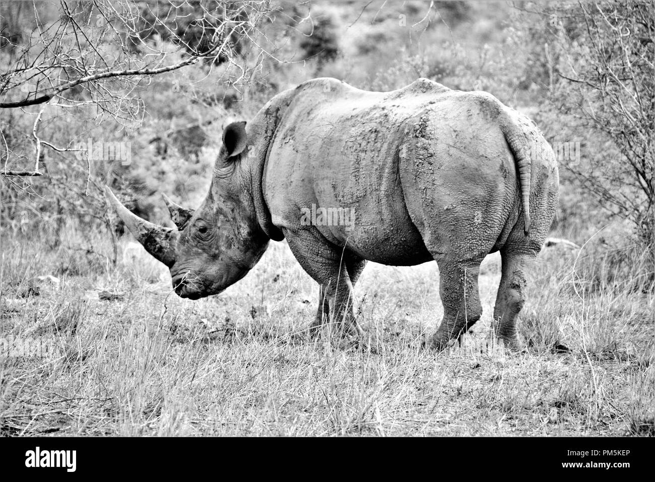 Rhino conservation Black and White Stock Photos & Images - Alamy