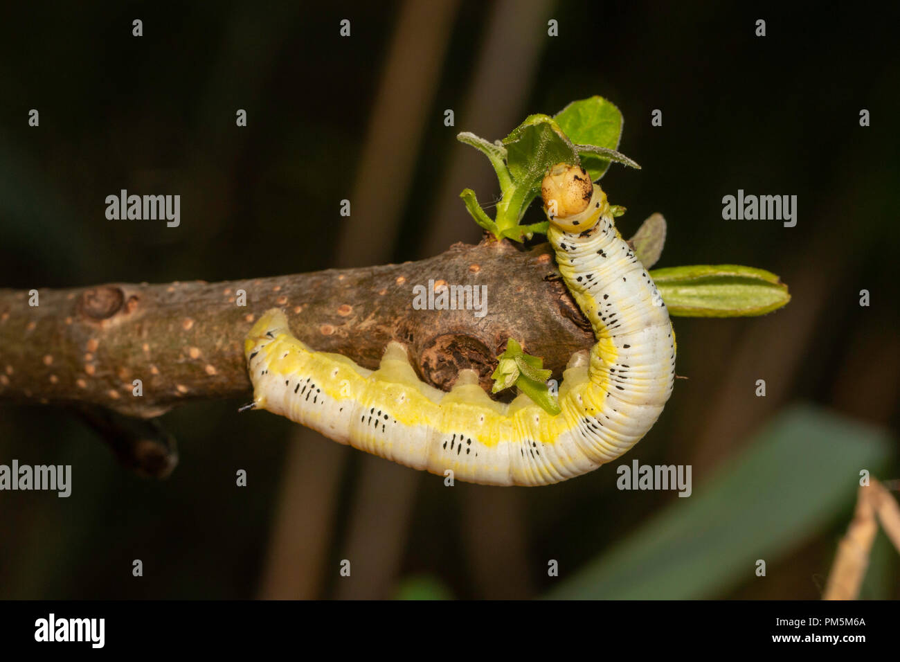 Catalpa sphinx caterpillar - Ceratomia catalpae Stock Photo - Alamy