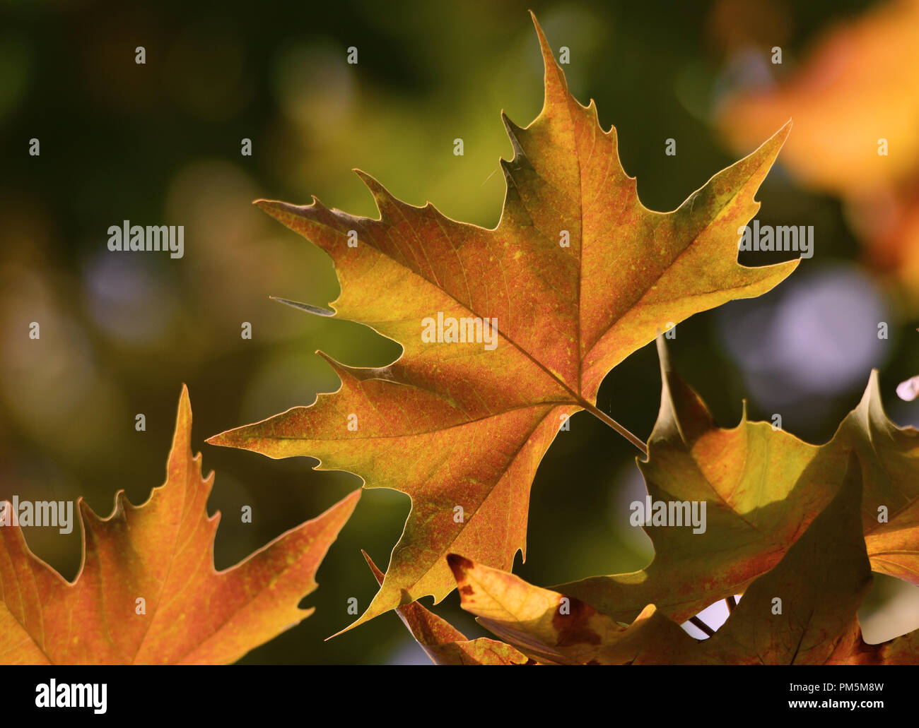 Sycamore maple leaf hi-res stock photography and images - Alamy