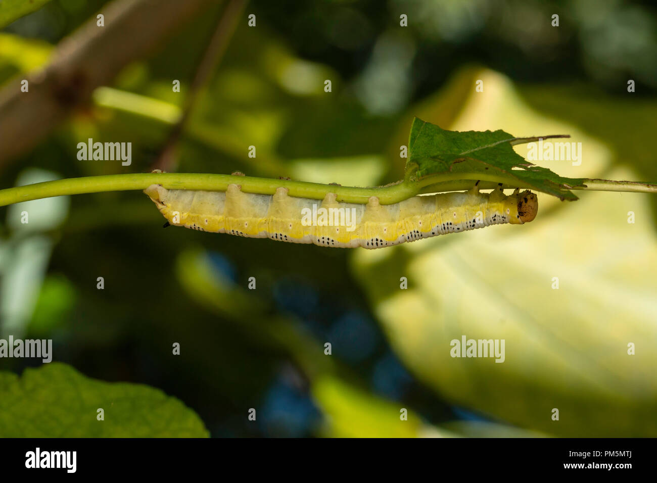 Catalpa sphinx caterpillar - Ceratomia catalpae Stock Photo - Alamy