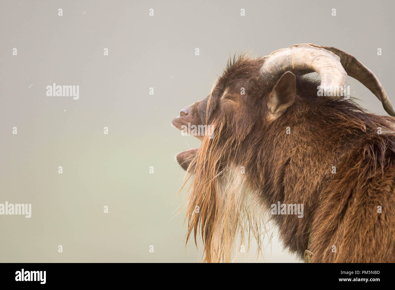 Angry dwarf hi-res stock photography and images - Alamy