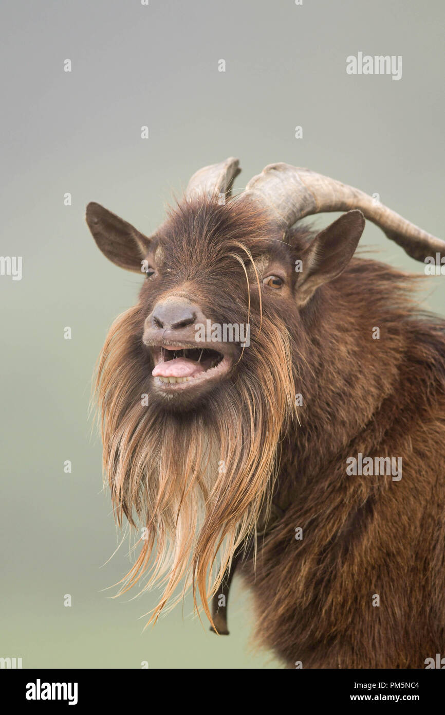 Angry dwarf hi-res stock photography and images - Alamy