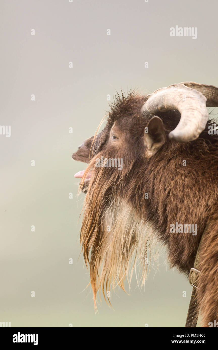 Bleating goat hi-res stock photography and images - Alamy