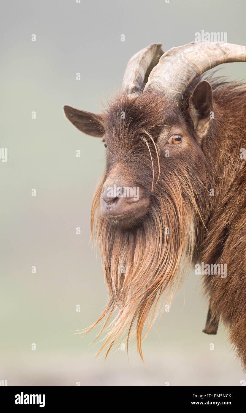 Male Nigerian Dwarf Goats