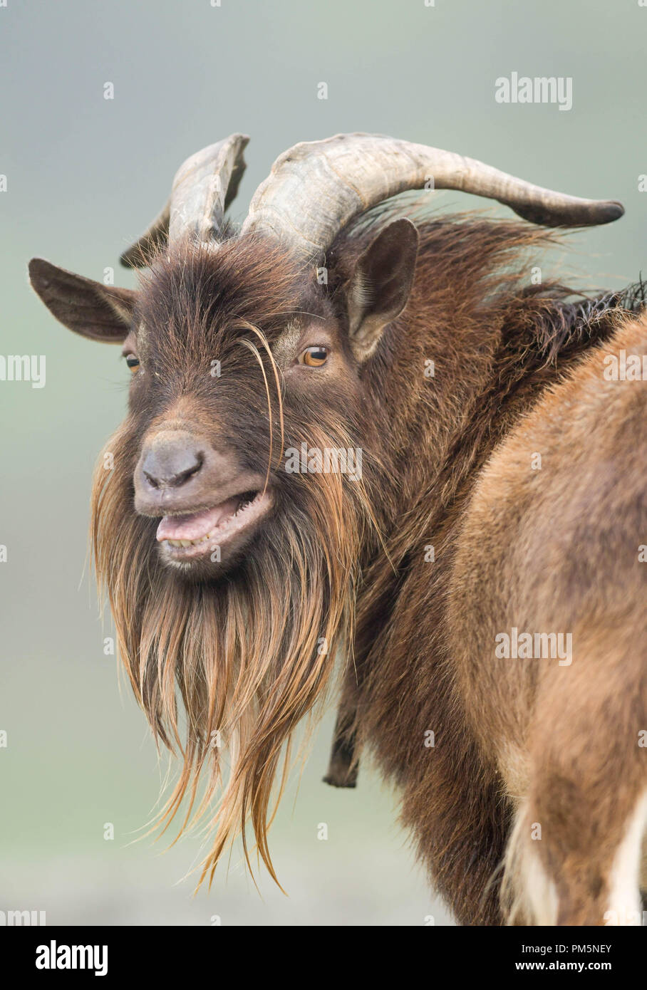 A male mixed-breed goat (Nigerian dwarf and pigmy) bleats for his ...