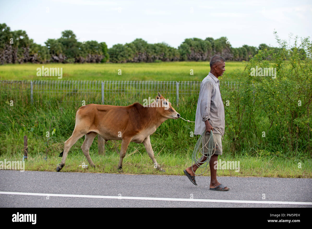 Thailand, Man and young zebu ( Bos primigenius indicus) on the road ...