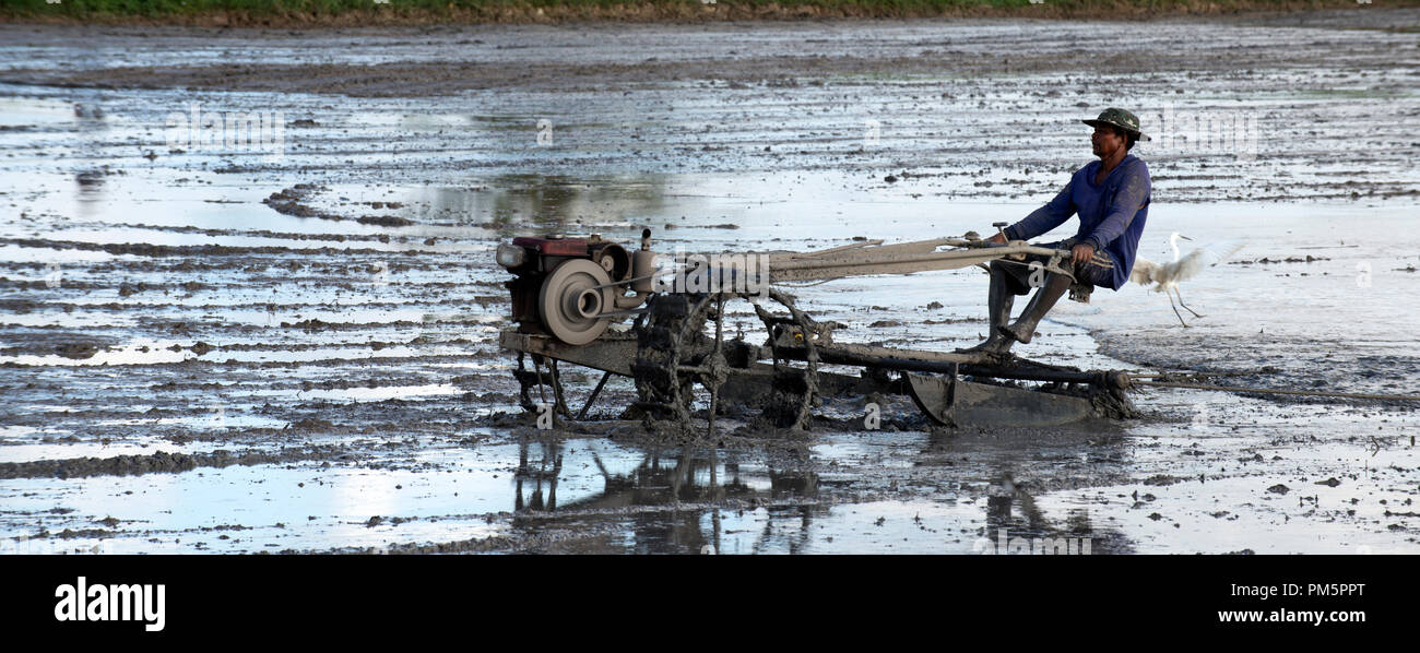 Southern Thailand, Farmer ride rice tractor for preparing the ground ...