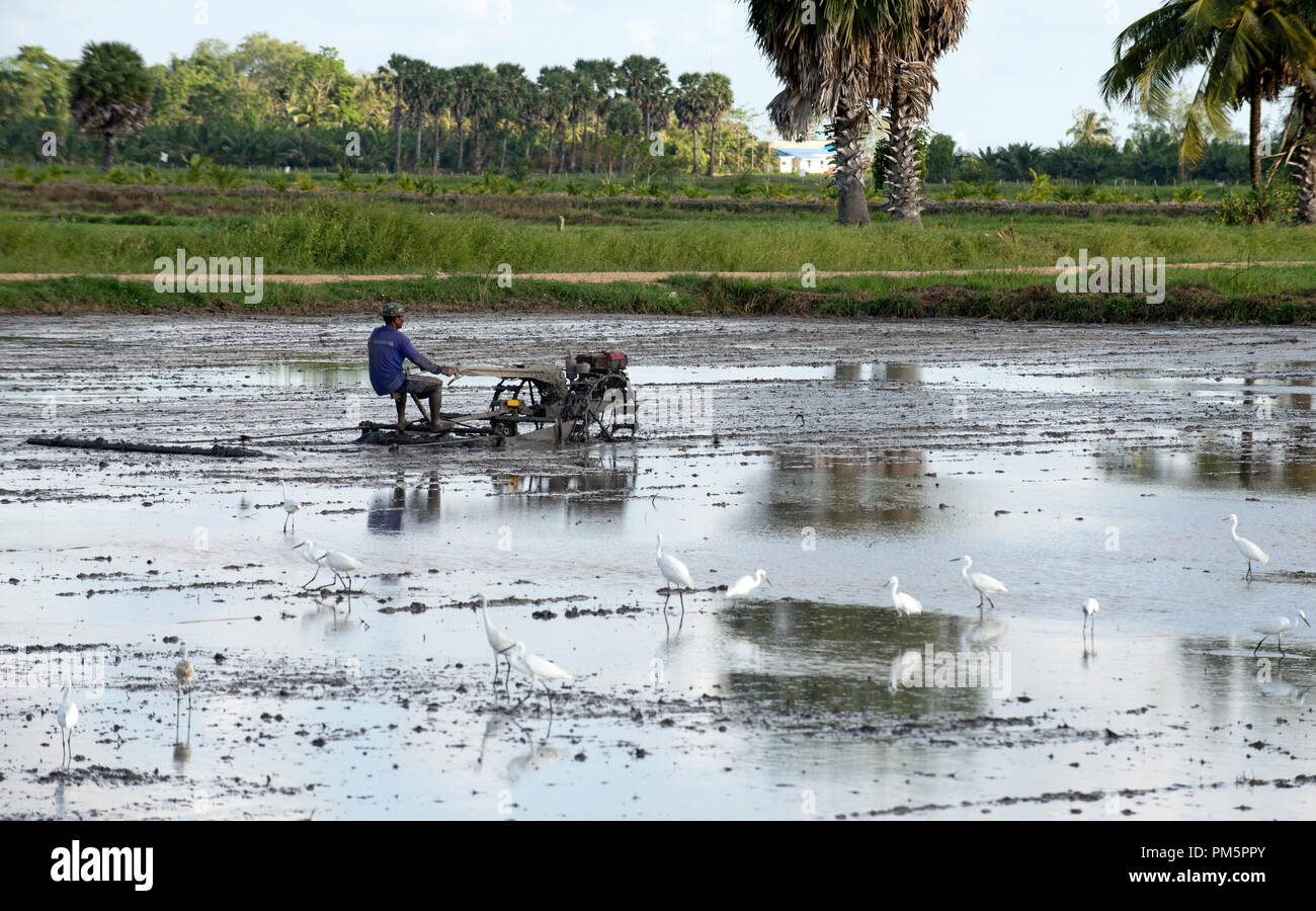 Farmer ride rice tractor for hi-res stock photography and images - Alamy