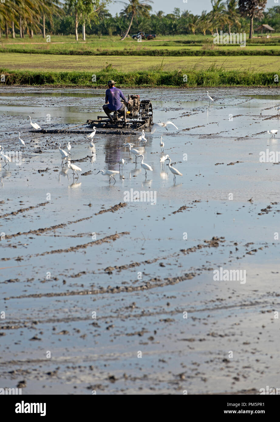 Southern Thailand, Farmer ride rice tractor for preparing the ground ...