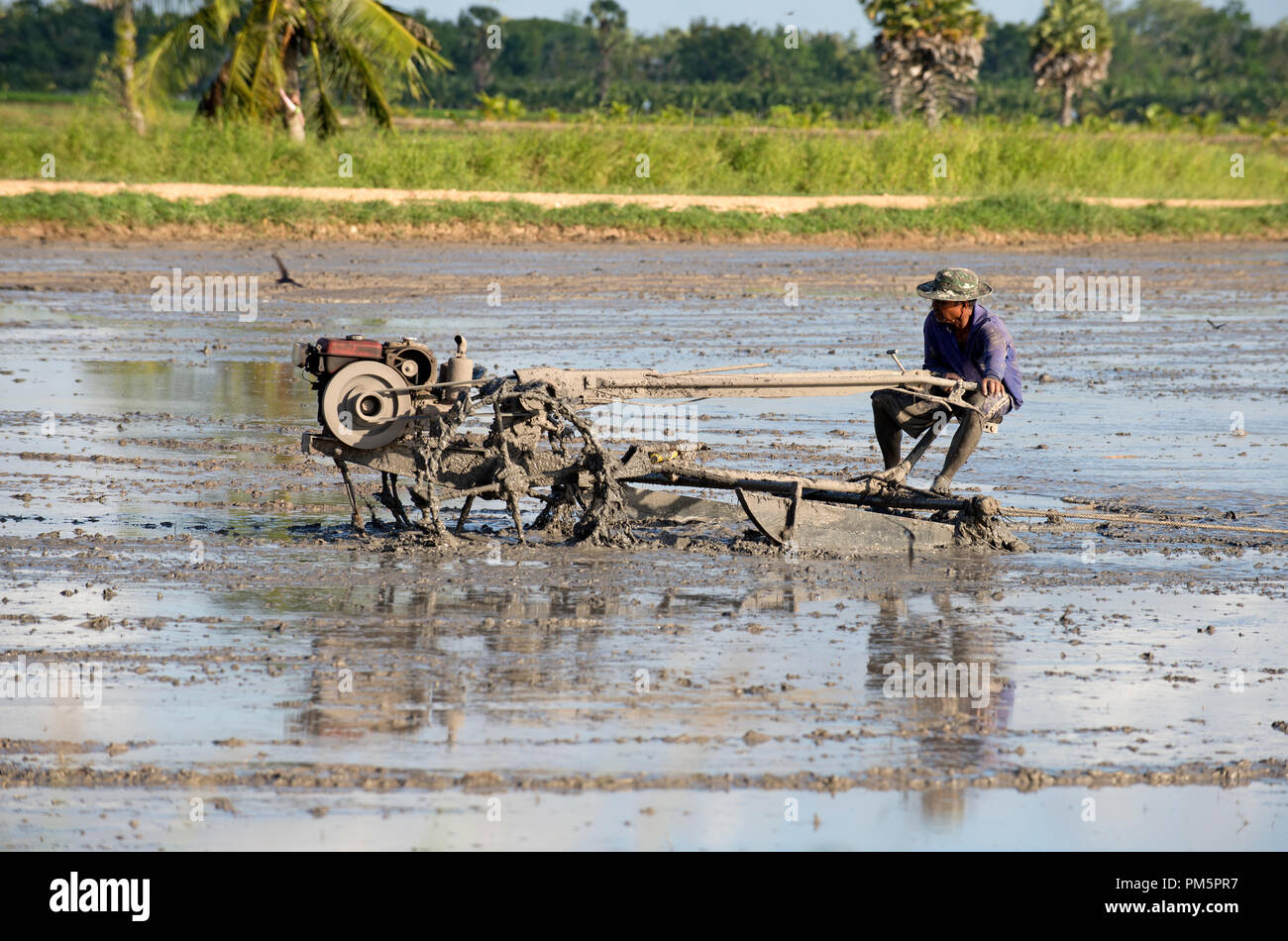 Southern Thailand, Farmer ride rice tractor for preparing the ground ...