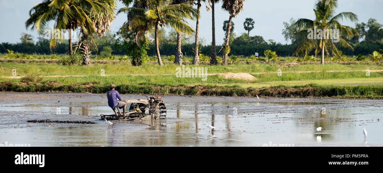 Southern Thailand, Farmer ride rice tractor for preparing the ground ...
