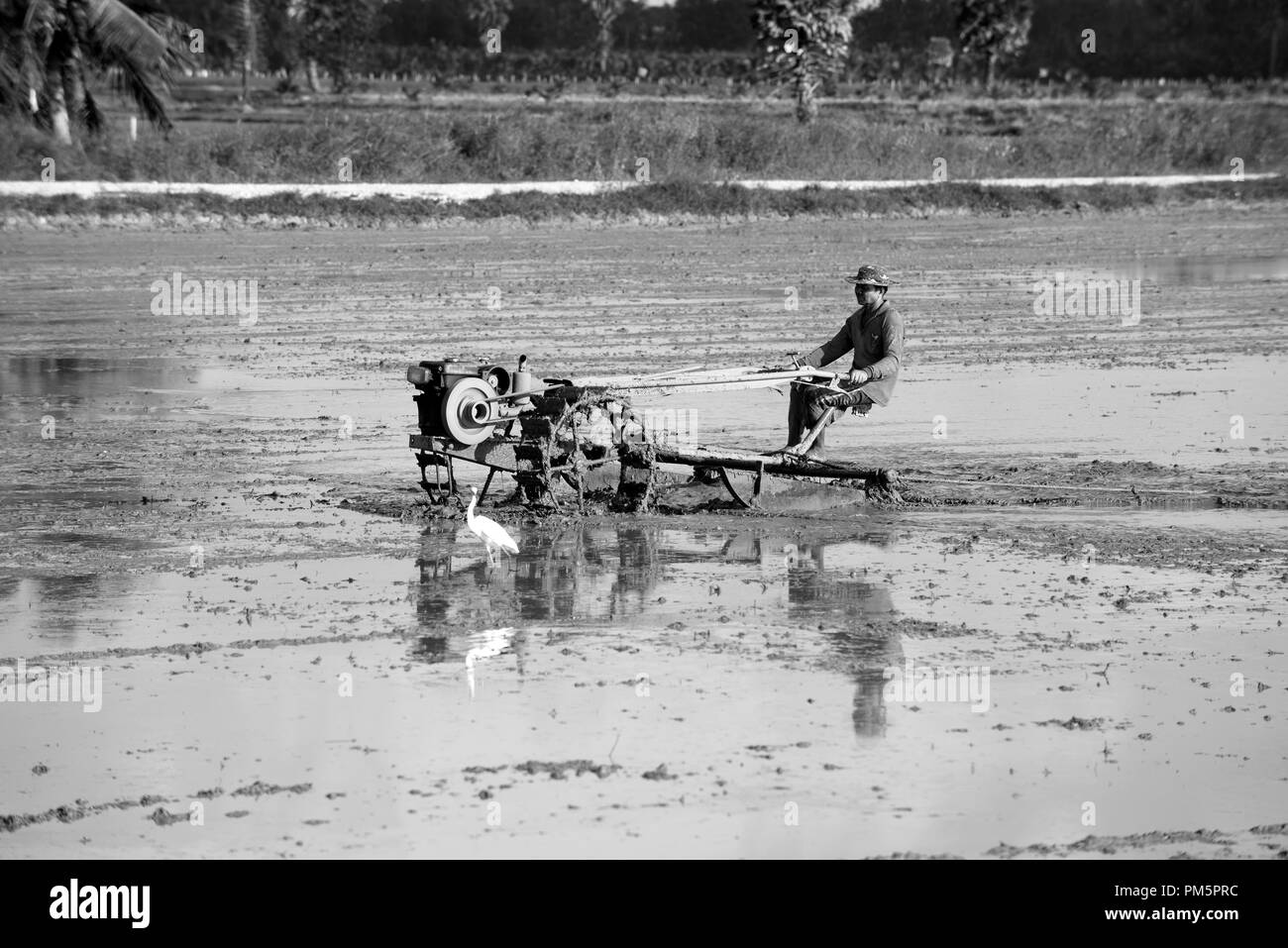 Southern Thailand, Farmer ride rice tractor for preparing the ground ...