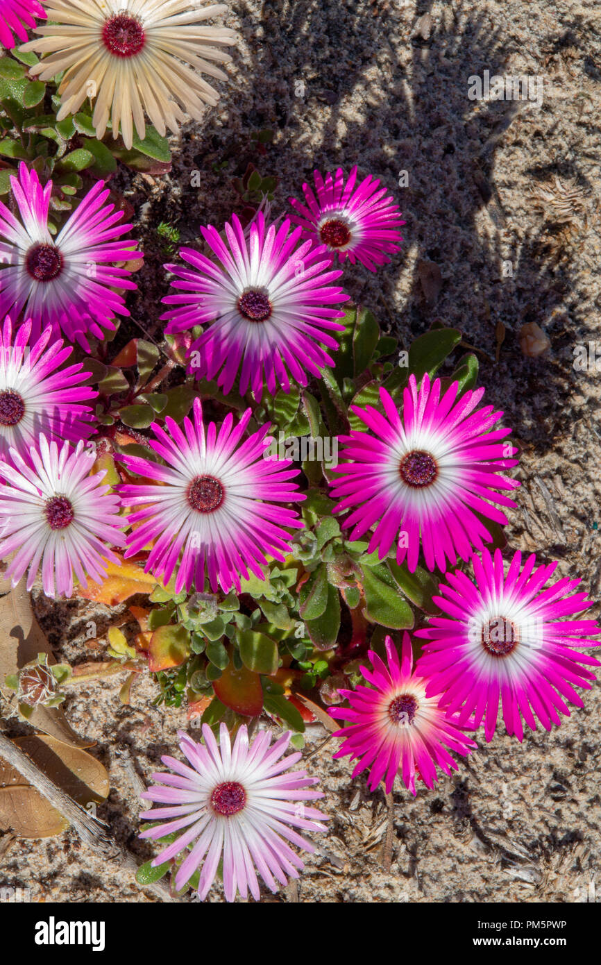 Purple Vygies blooming in the wild Stock Photo - Alamy