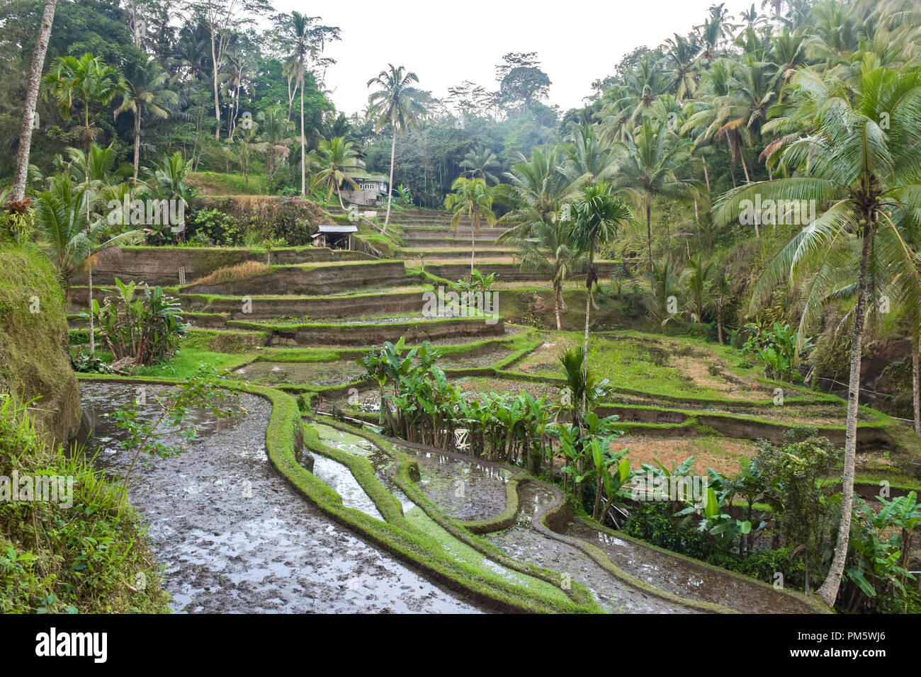 Terrace field bali hi-res stock photography and images - Alamy