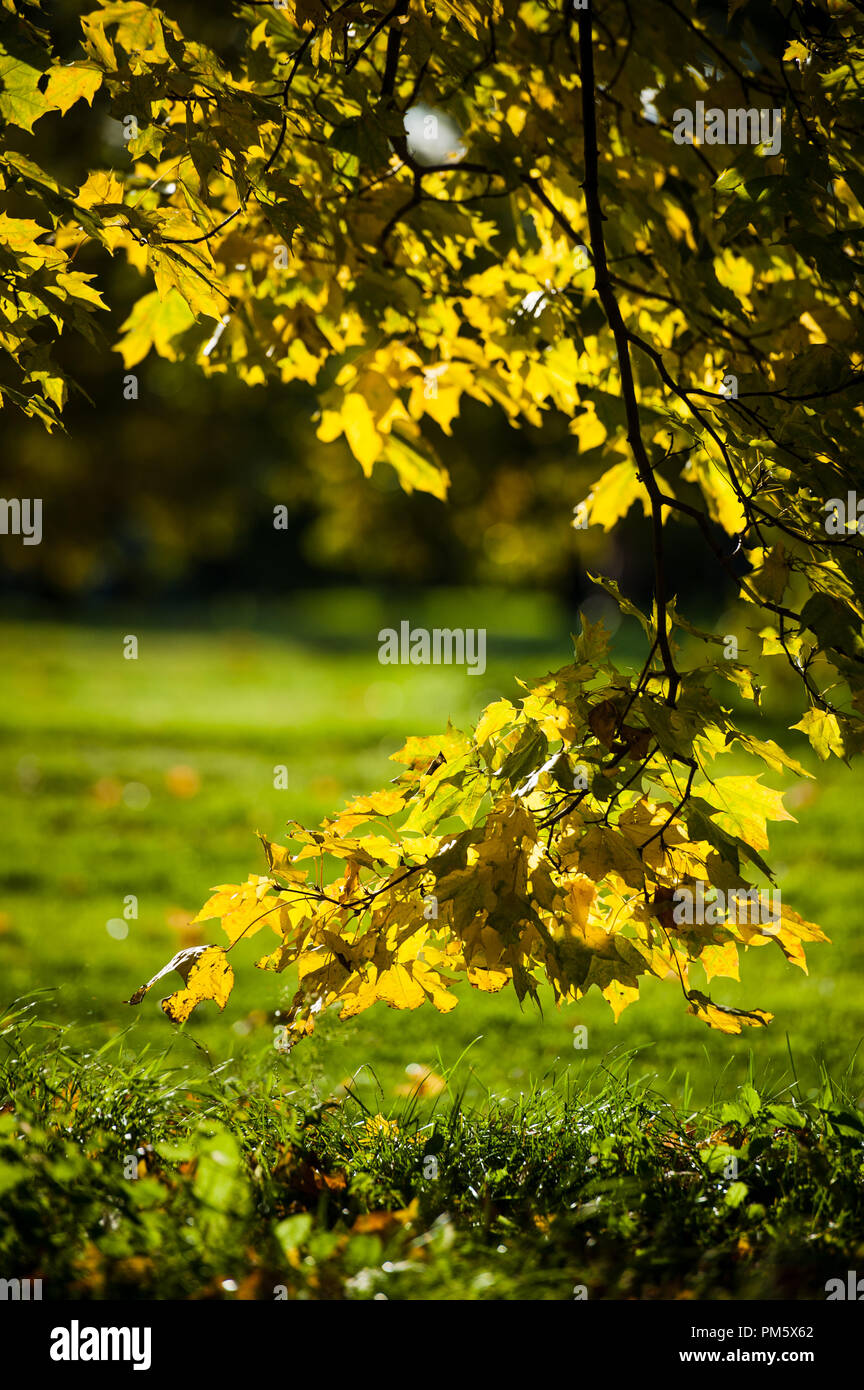 Russian maple during autumn, leaves are in full color Stock Photo - Alamy