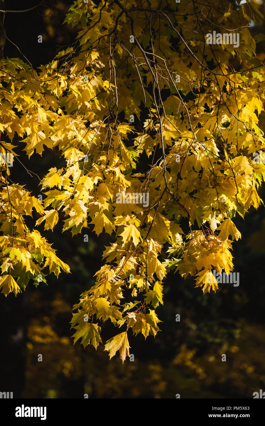 Russian maple during autumn, leaves are in full color Stock Photo - Alamy