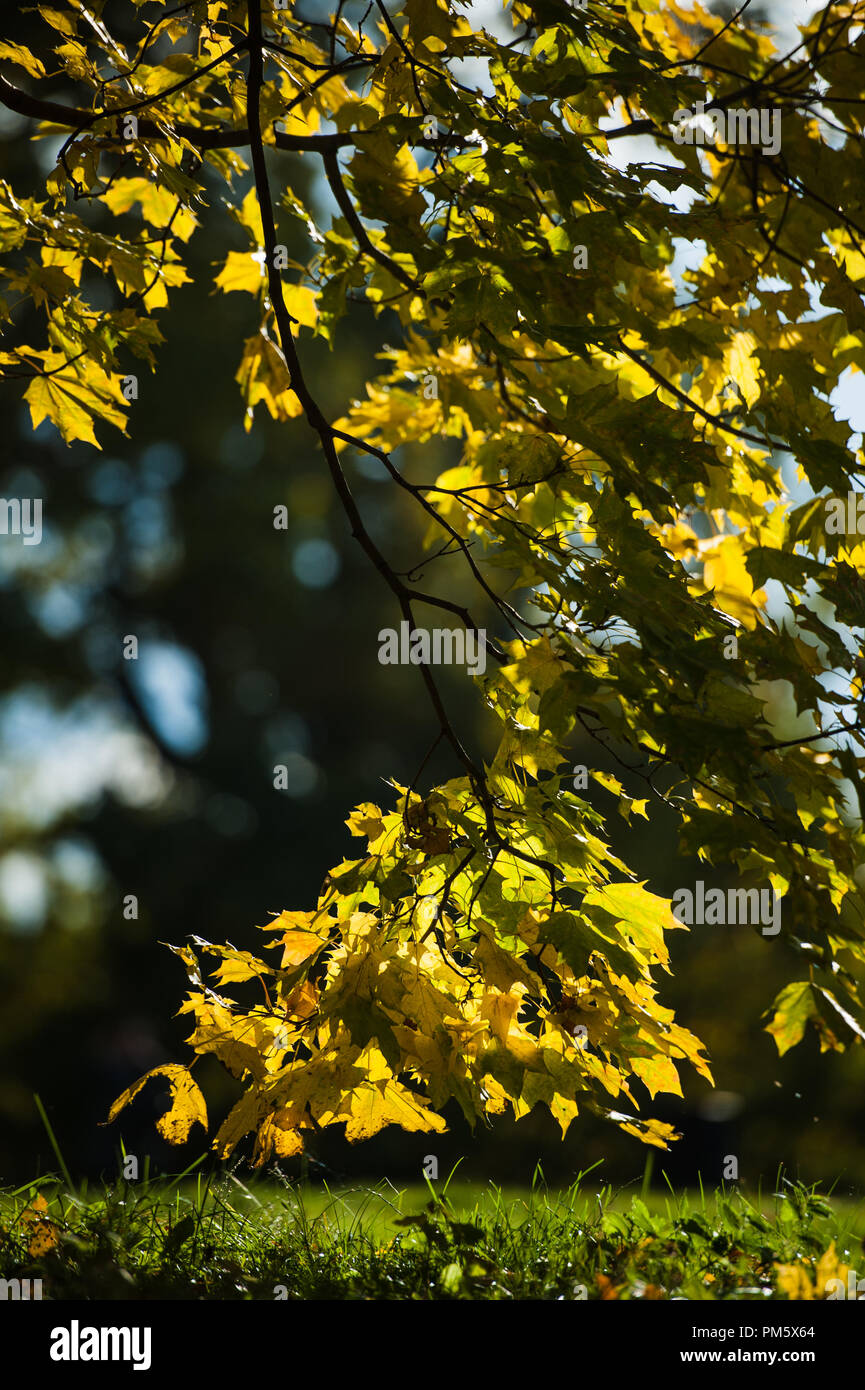 Russian maple during autumn, leaves are in full color Stock Photo - Alamy