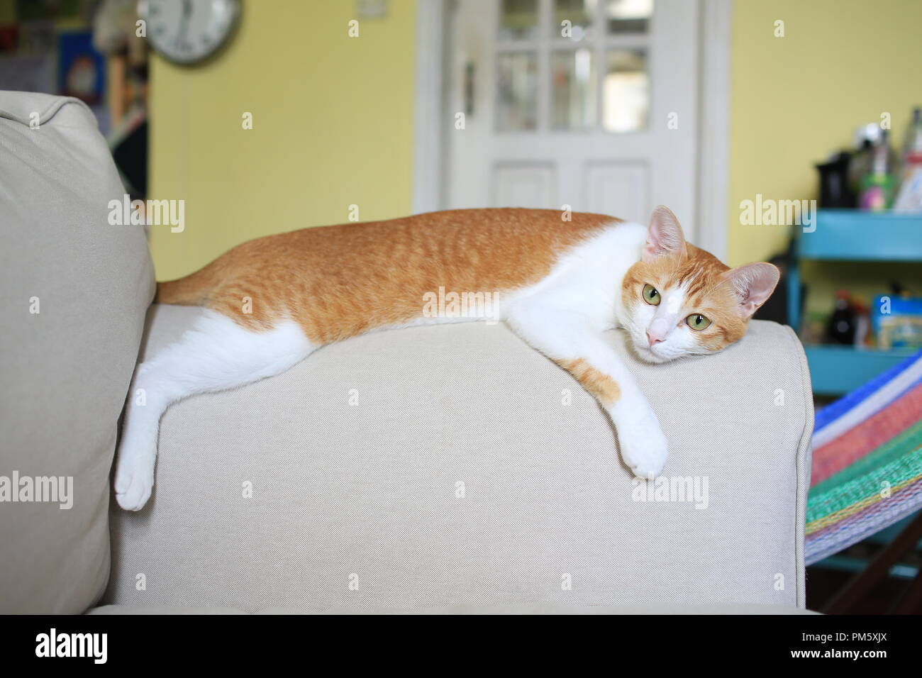 Kitty lazy hi-res stock photography and images - Alamy