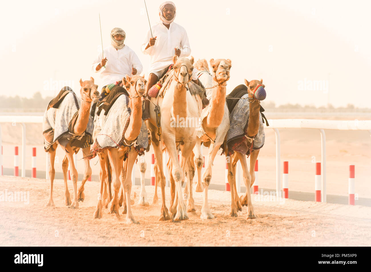 Close up of two camel riders practicing for races in the racing tracks ...