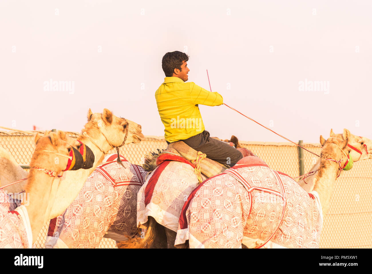 Camel race hi-res stock photography and images - Alamy