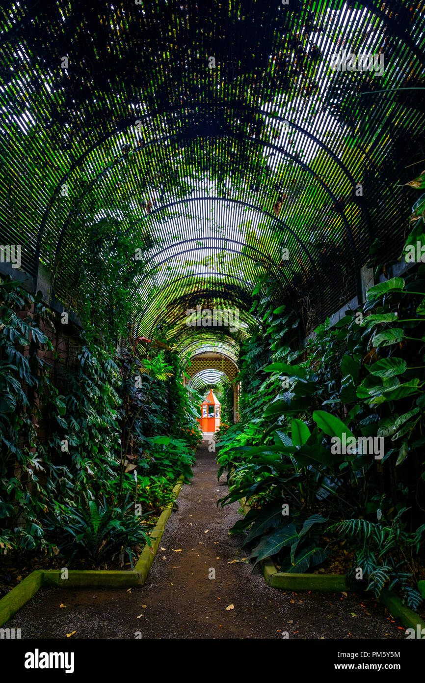 Trees and plants in the botanical garden. Dense green vegetation in the ...