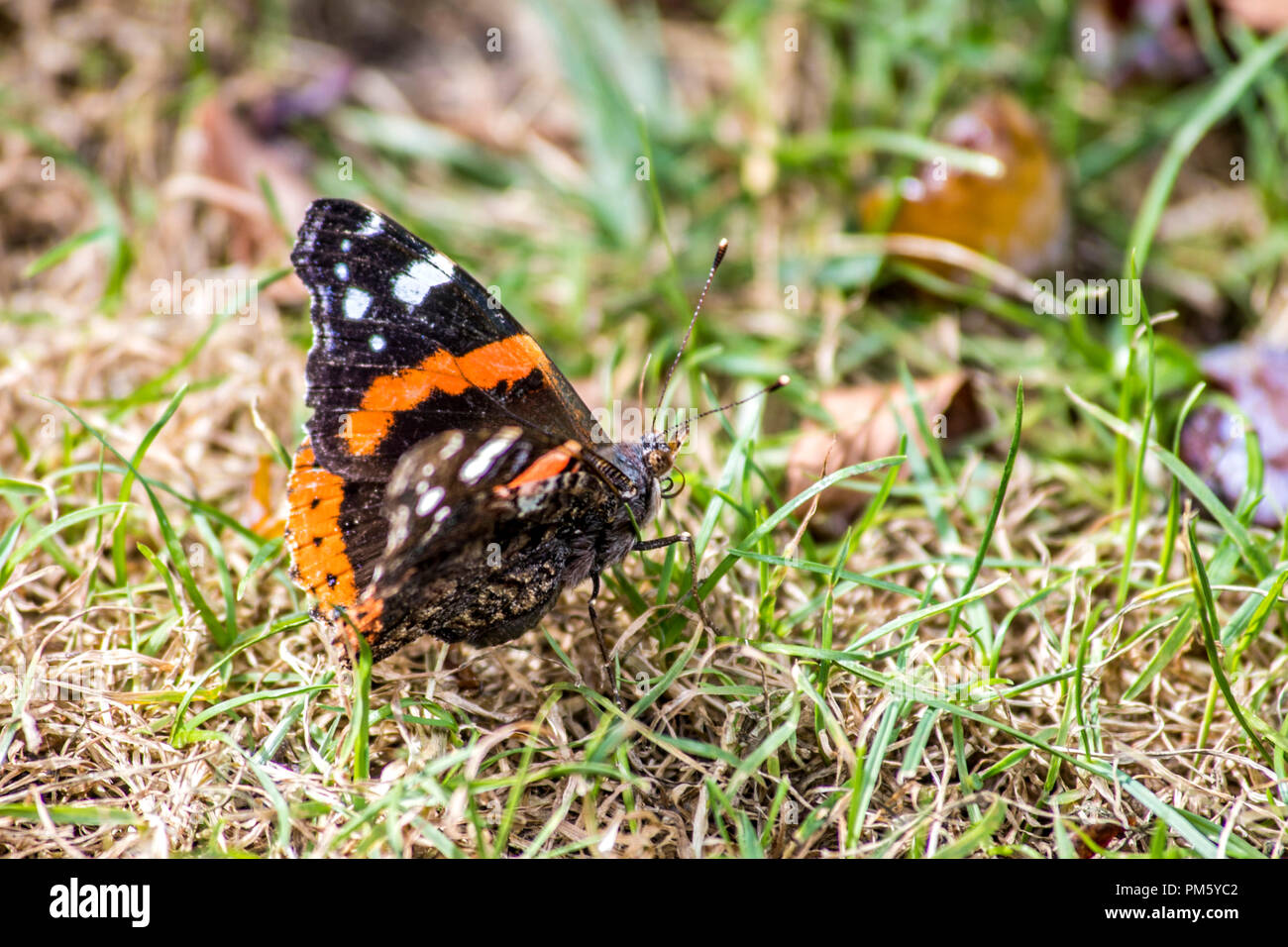 Butterfly in summer hi-res stock photography and images - Alamy