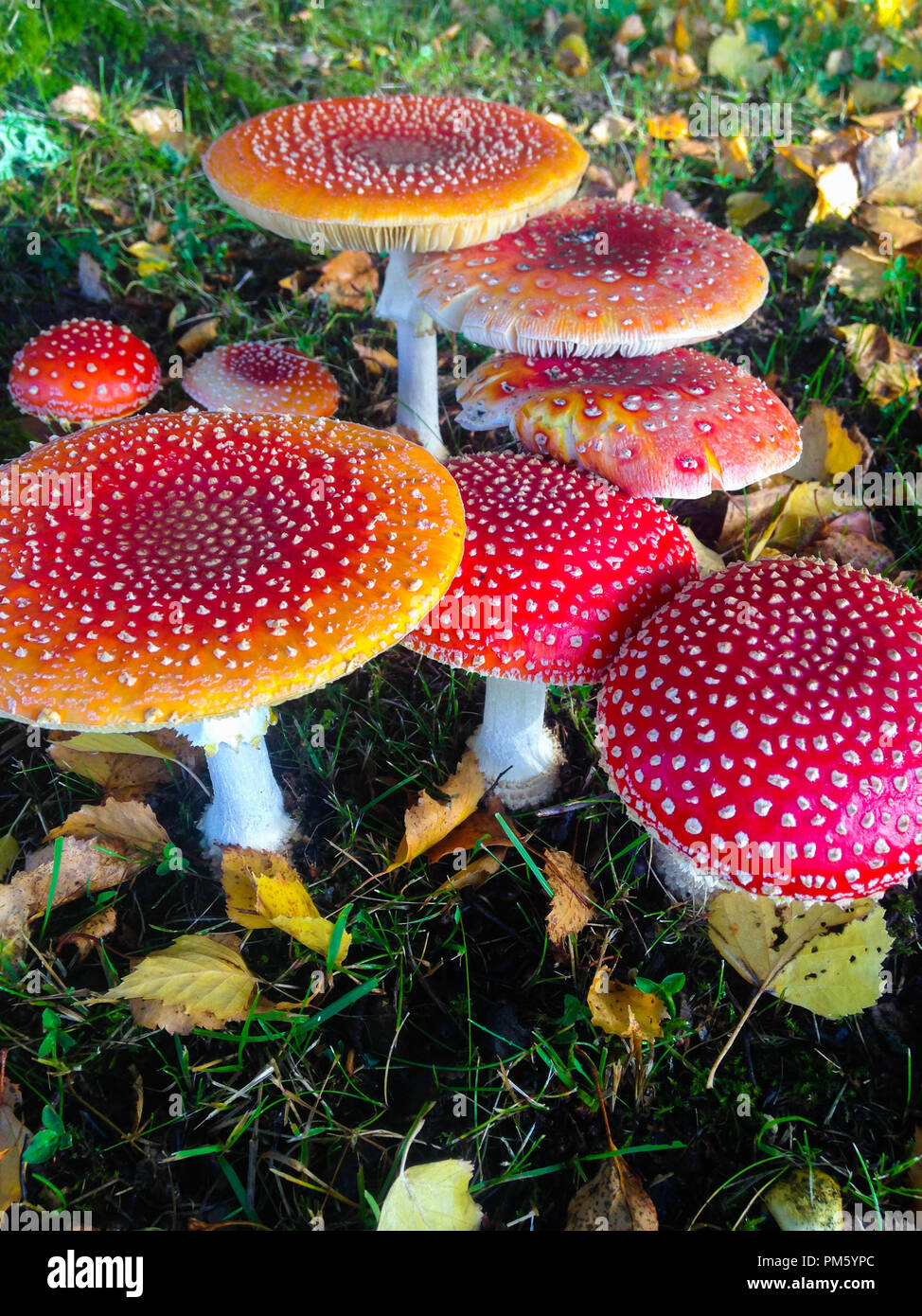 Red spotted wild magic mushrooms hi-res stock photography and images ...