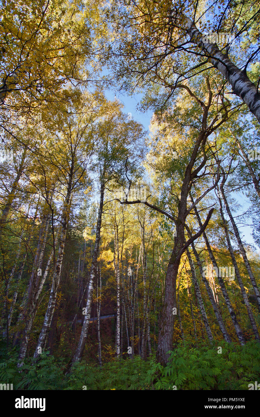 Autumn Landscape with yellow trees, Vitosha Mountain, Sofia City Region ...
