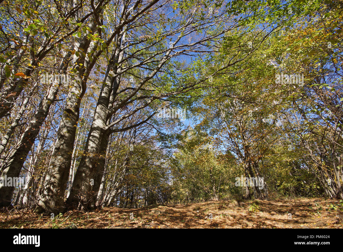Autumn Landscape with yellow trees, Vitosha Mountain, Sofia City Region ...