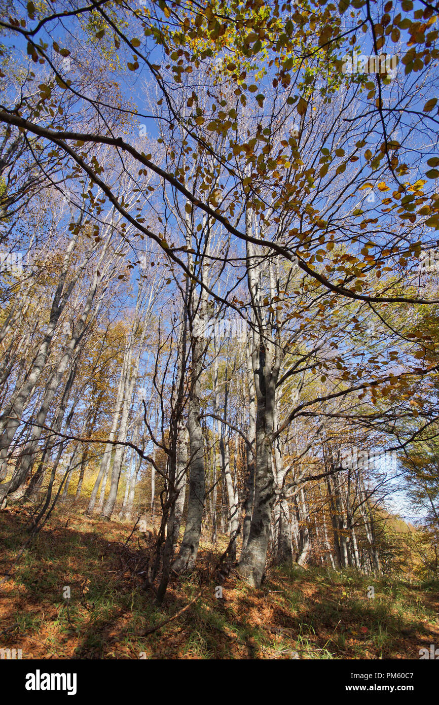 Autumn Landscape with yellow trees, Vitosha Mountain, Sofia City Region ...