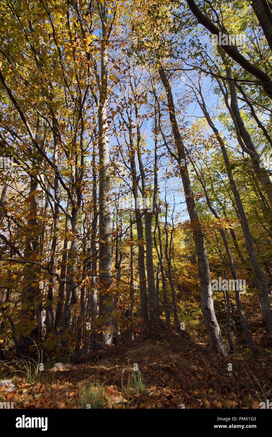 Autumn Landscape with yellow trees, Vitosha Mountain, Sofia City Region ...