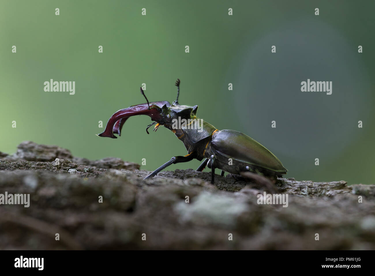 Stag beetle in Gers, France Stock Photo - Alamy