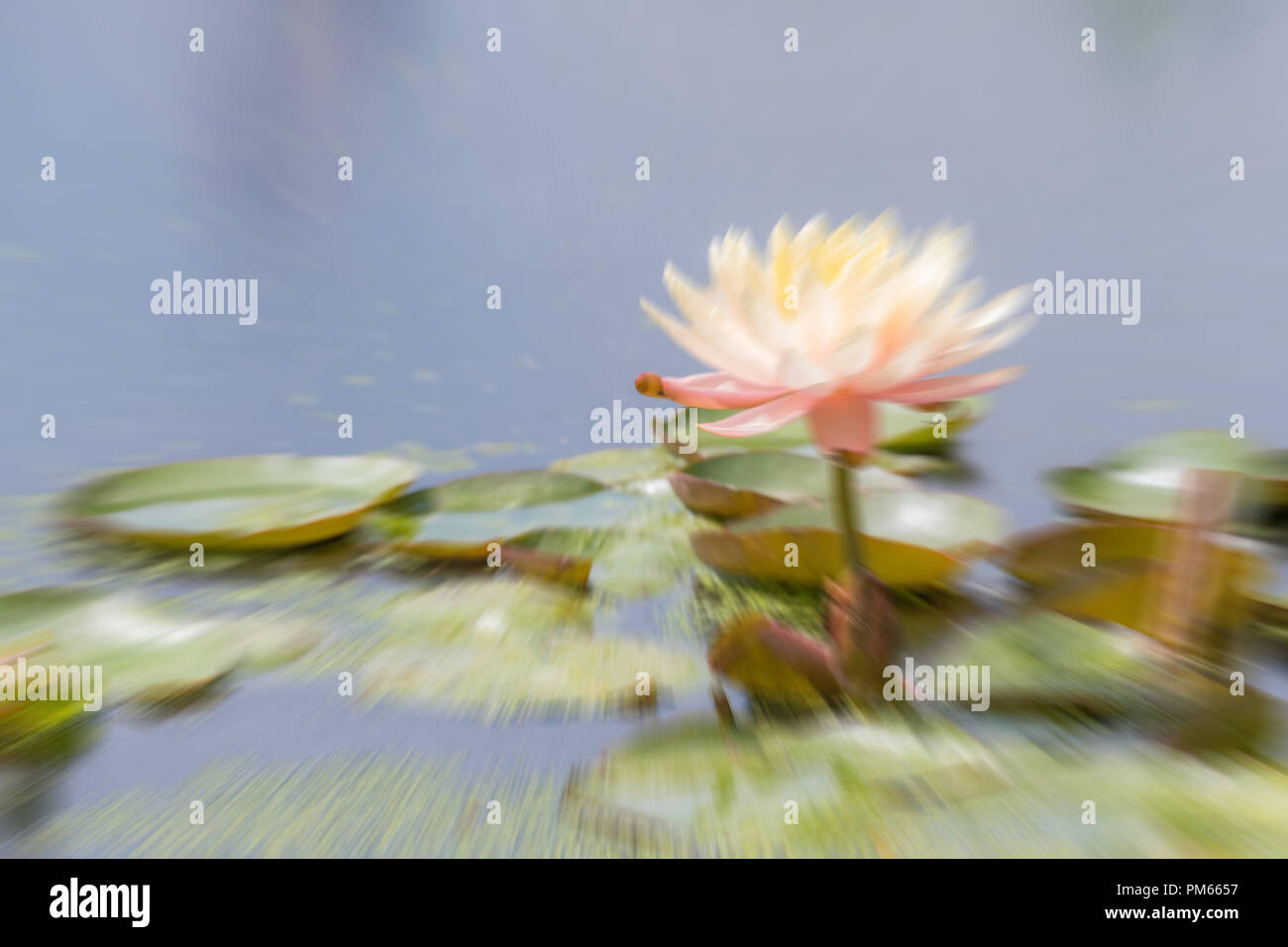Abstract of Lily at the lake Stock Photo - Alamy