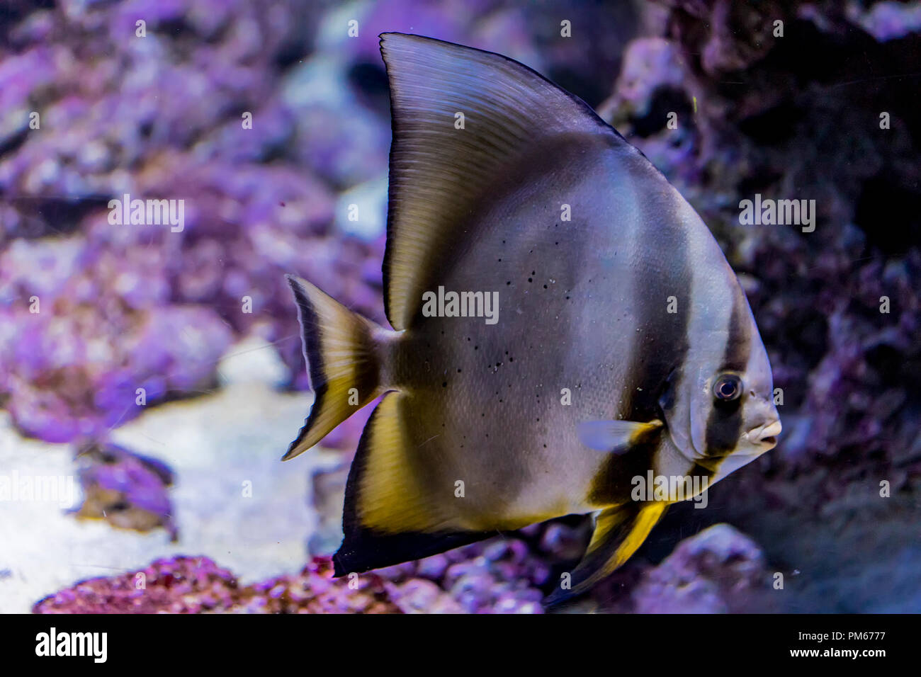 Orbicular batfish (Platax orbicularis) in the water Stock Photo - Alamy