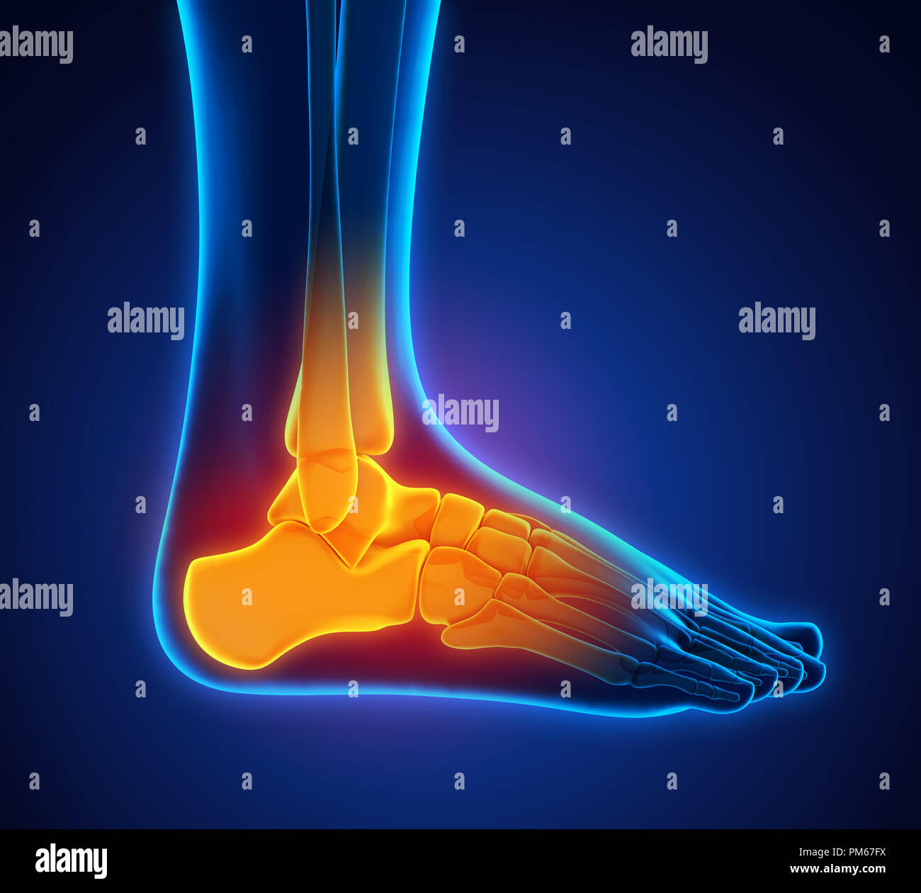 Human Foot Anatomy Illustration Stock Photo - Alamy