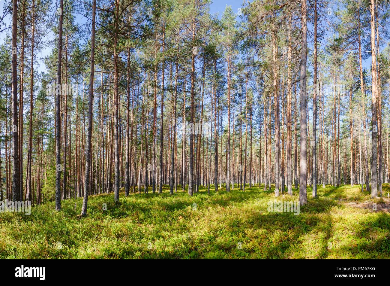 Norwegian boreal forest hi-res stock photography and images - Alamy
