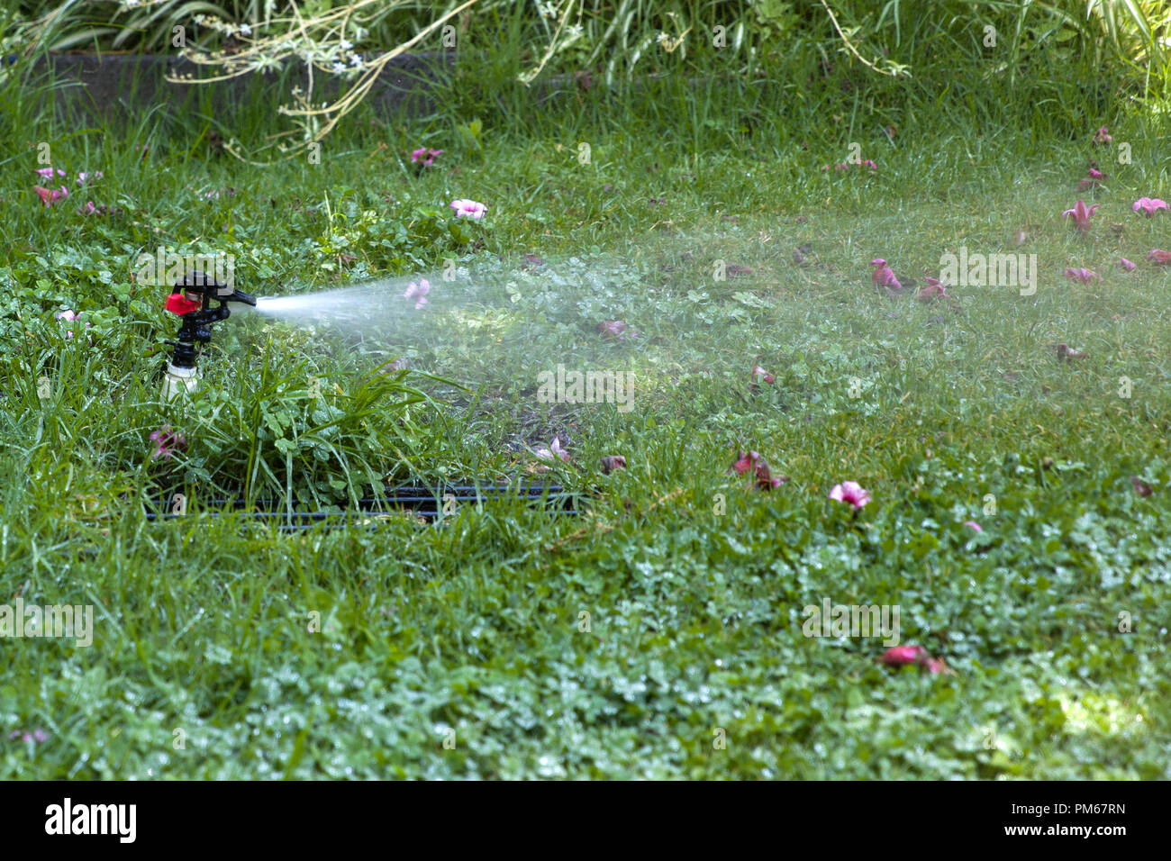View at water sprinkler in the garden Stock Photo - Alamy