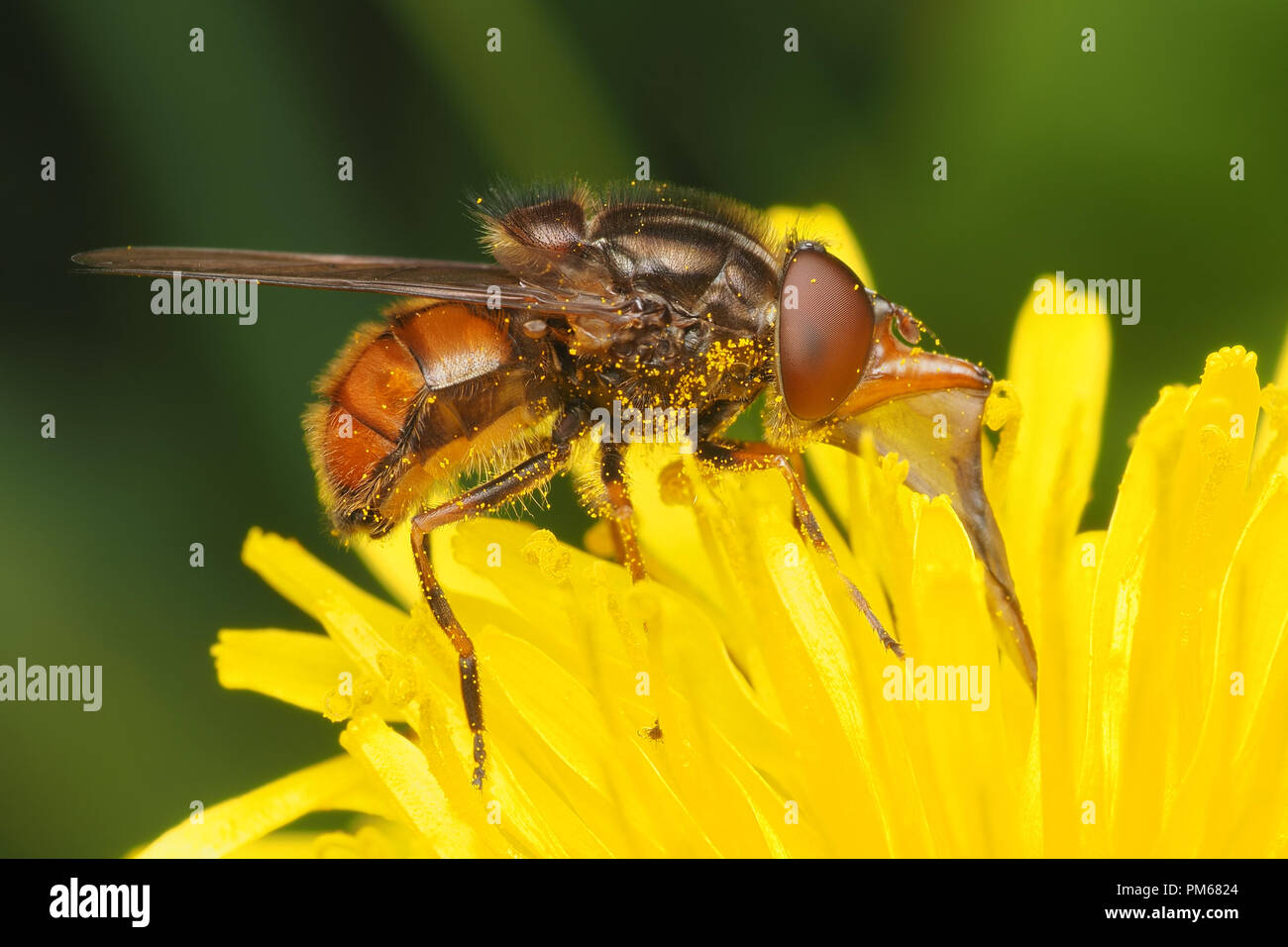 Rhingia Campestris High Resolution Stock Photography and Images - Alamy