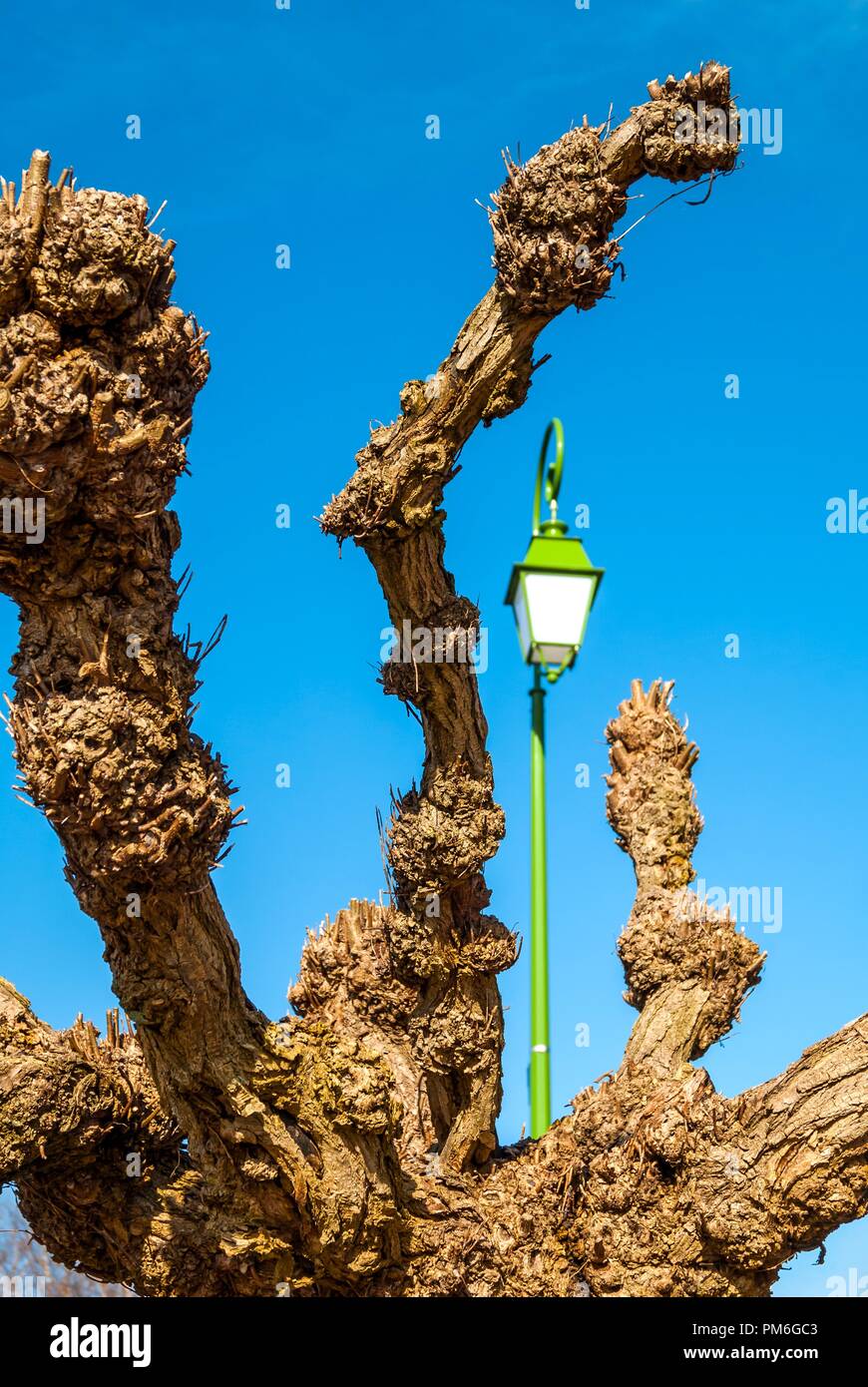 Pollarded Lime Tree High Resolution Stock Photography and Images - Alamy