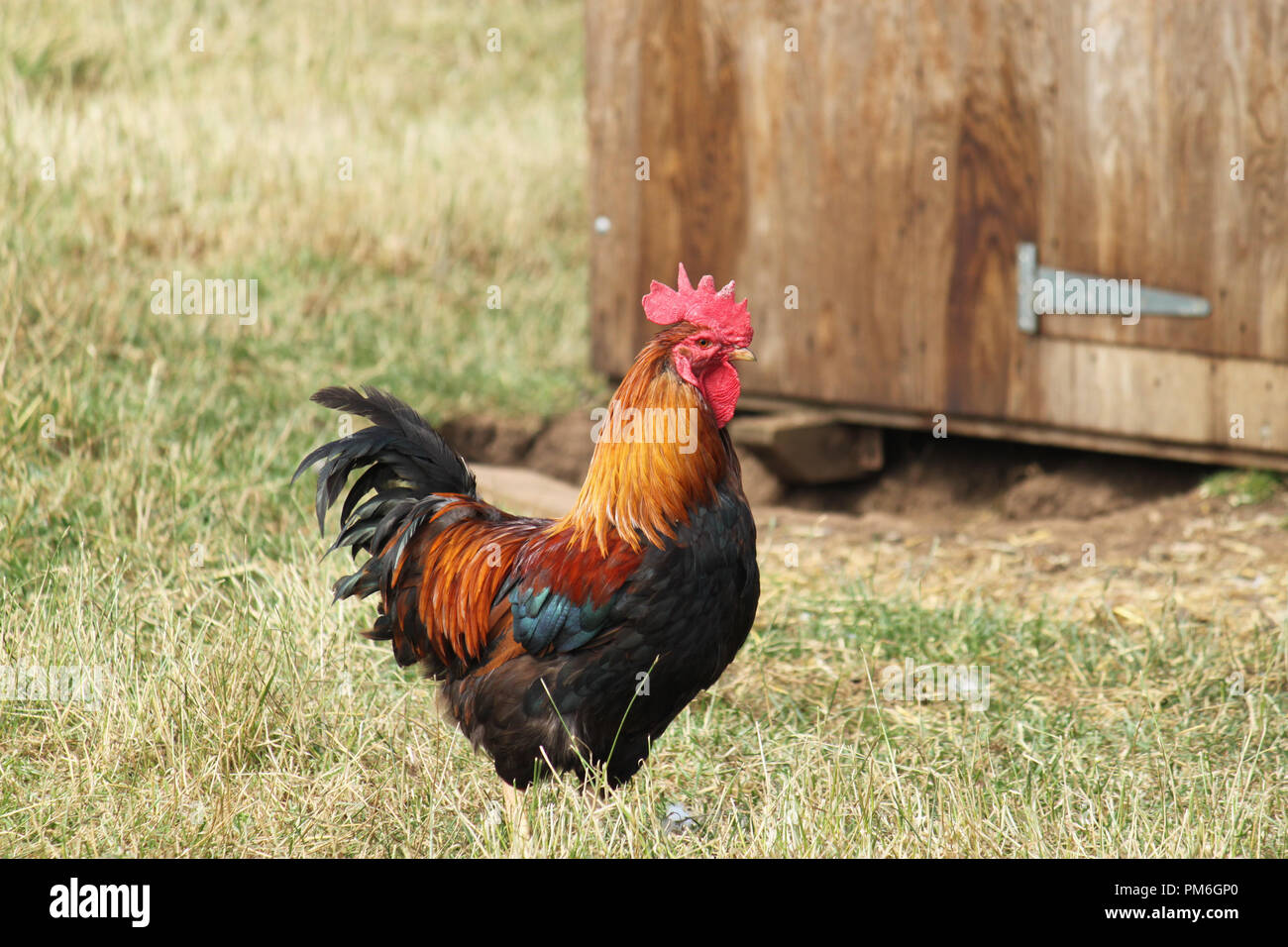 Cockerel rooster hi-res stock photography and images - Alamy
