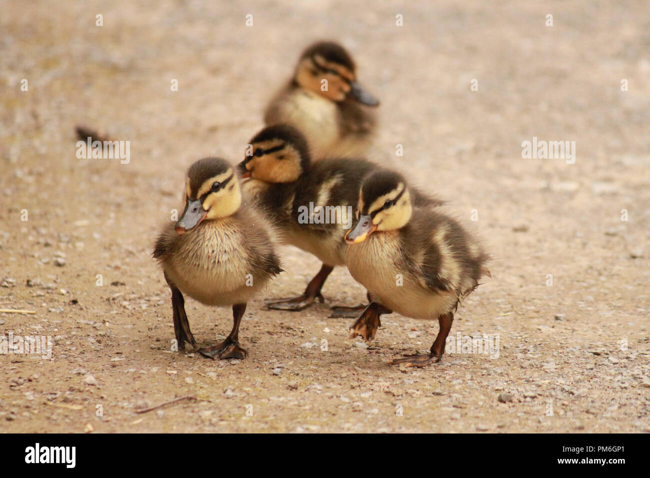 Walking ducklings hi-res stock photography and images - Alamy