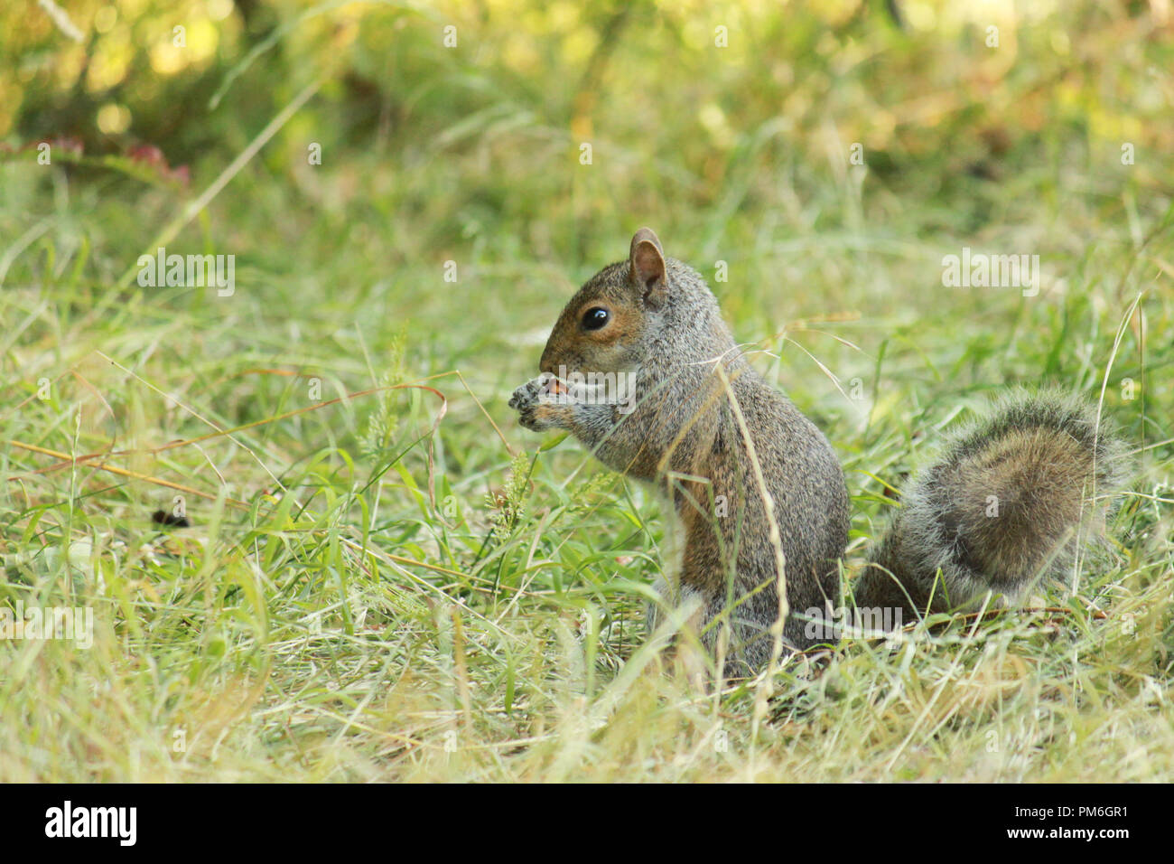 Grey squirrel eating on the grass hi-res stock photography and images ...